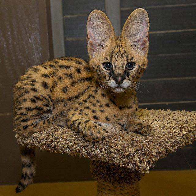 serval and caracal kittens for sale in Allenby Gardens for $ 3,500.00